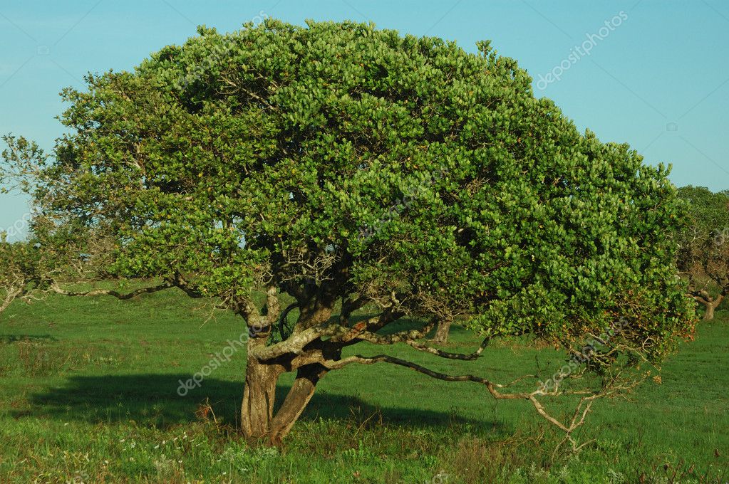Water-berry tree — Stock Photo © willem #3272764