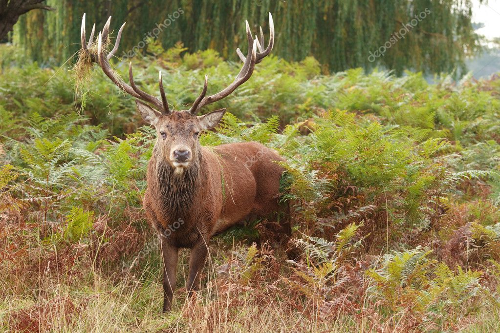 Majestic Stag Wild Red Deer — Stock Photo © david010167 #2968784