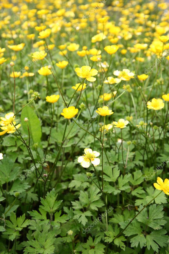Buttercup flowers Stock Photo by ©teine26 3332812