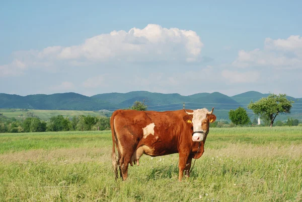 Caw Stock Photos, Royalty Free Caw Images | Depositphotos