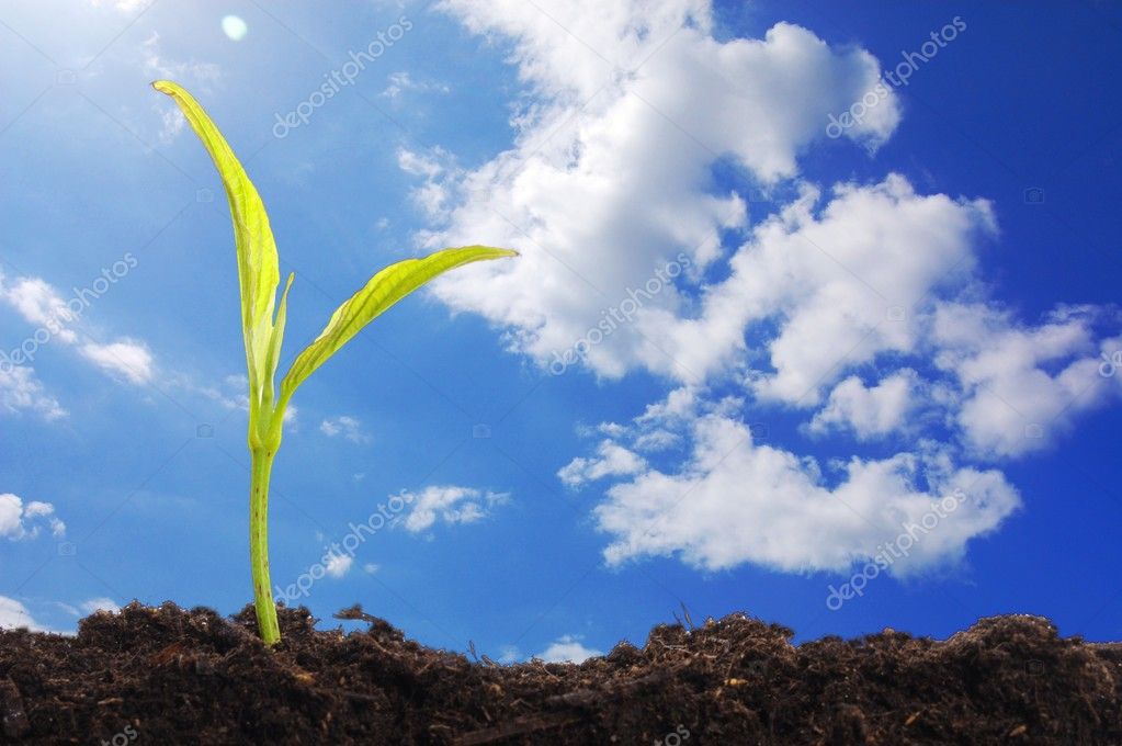 Young plant and blue sky Stock Photo by ©gunnar3000 3870381