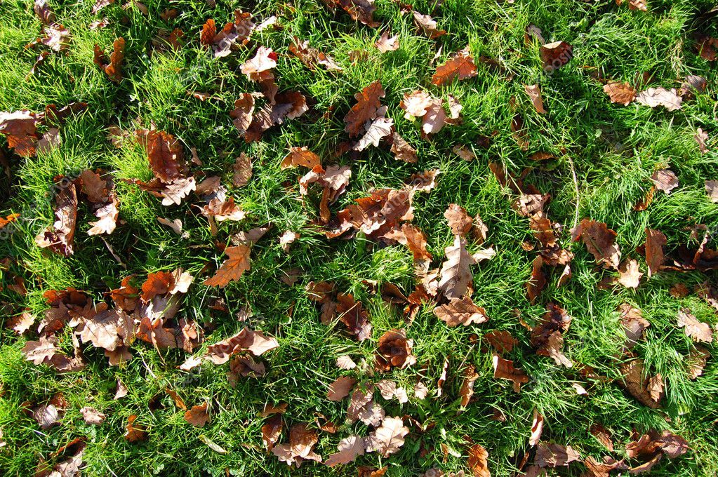 Grass texture with leaves in autumn — Stock Photo © gunnar3000 #4026938