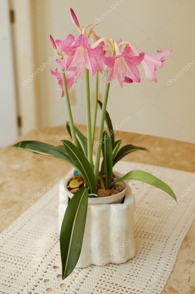 Pink lily Plant — Stock Photo © nihues #2980659