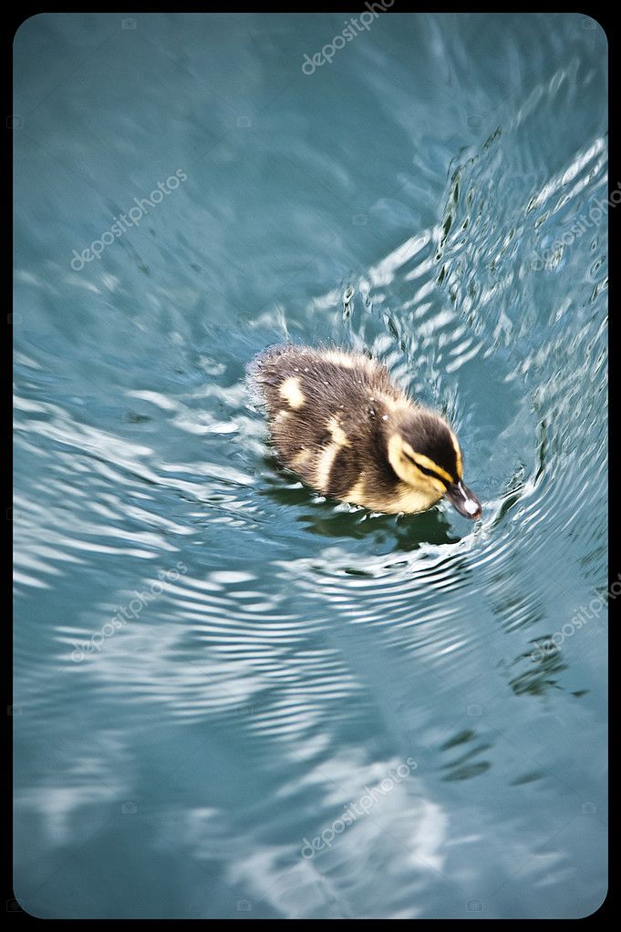 A duckling swimming in a lake — Stock Photo © shootanyangle #2983411
