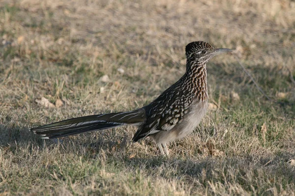 Roadrunner Stock Photos, Royalty Free Roadrunner Images | Depositphotos
