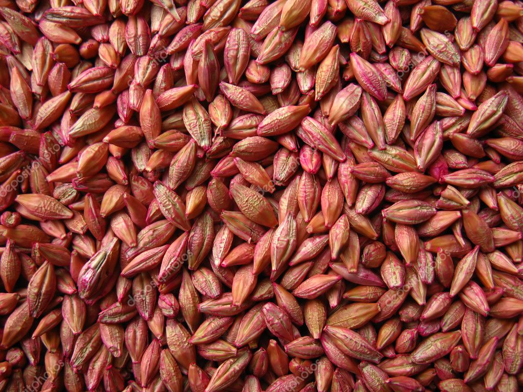 Barley grain — Stock Photo © rparys #3009357