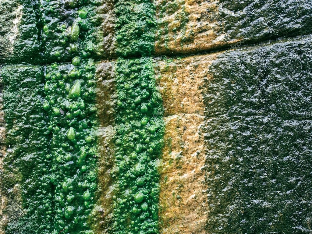 Wet slimy rock wall ⬇ Stock Photo, Image by © sumners #3180746