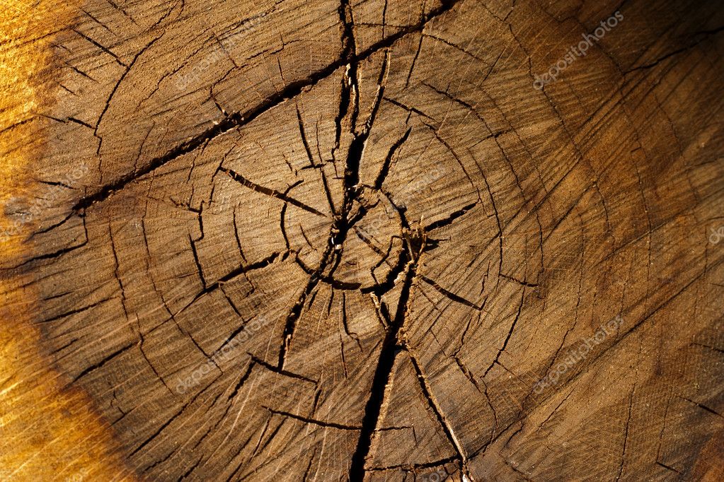 Tree trunk cross section Stock Photo by ©mythja 3318771