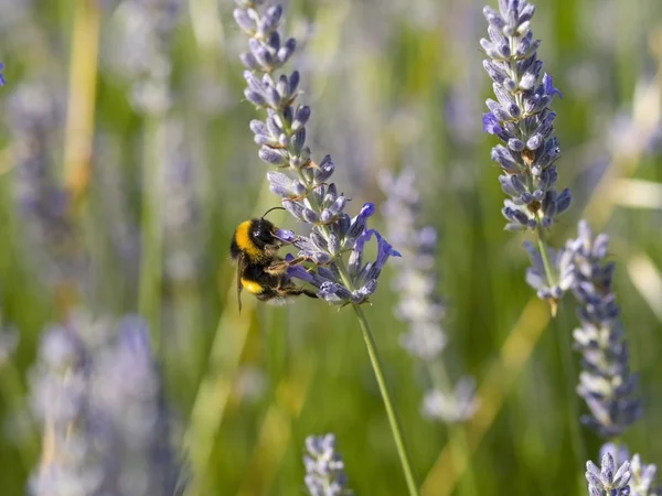 Bumblebee Stock Photos, Royalty Free Bumblebee Images | Depositphotos®