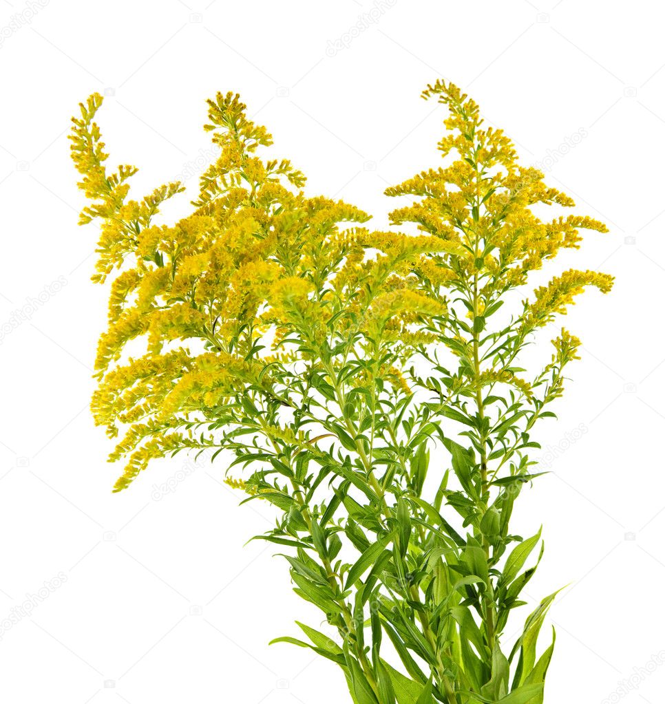 Goldenrod plant — Stock Photo © elenathewise #4466247