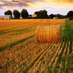 Golden sunset over farm field — Stock Photo © elenathewise #4471035