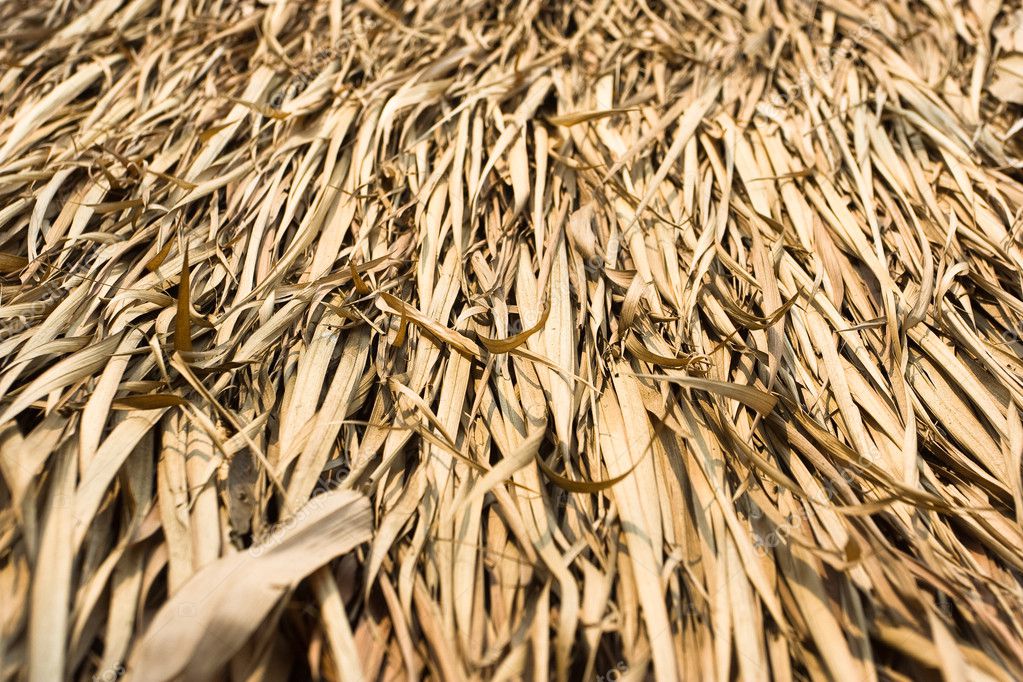 Dry palm leaves — Stock Photo © graycat #3092762