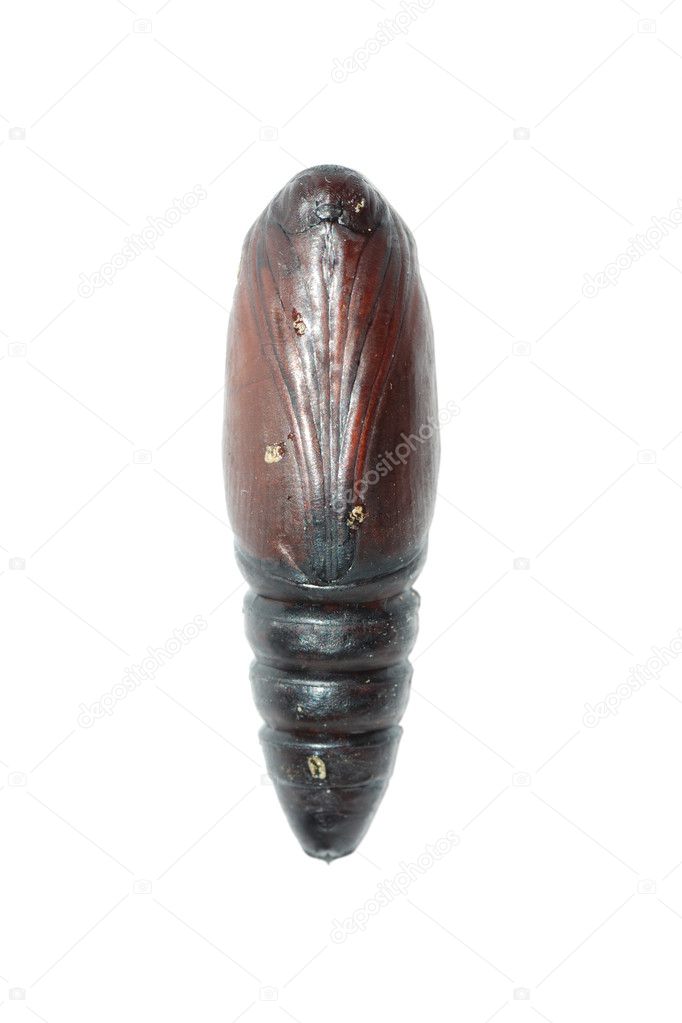 Butterfly cocoon — Stock Photo © panxunbin #3156867