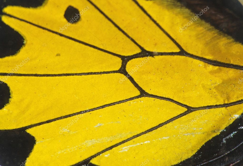 Butterfly wing detail Stock Photo by ©panxunbin 3157172