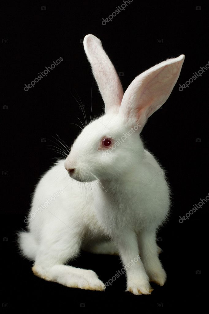 White rabbit on a black background — Stock Photo © iava777 #3700941