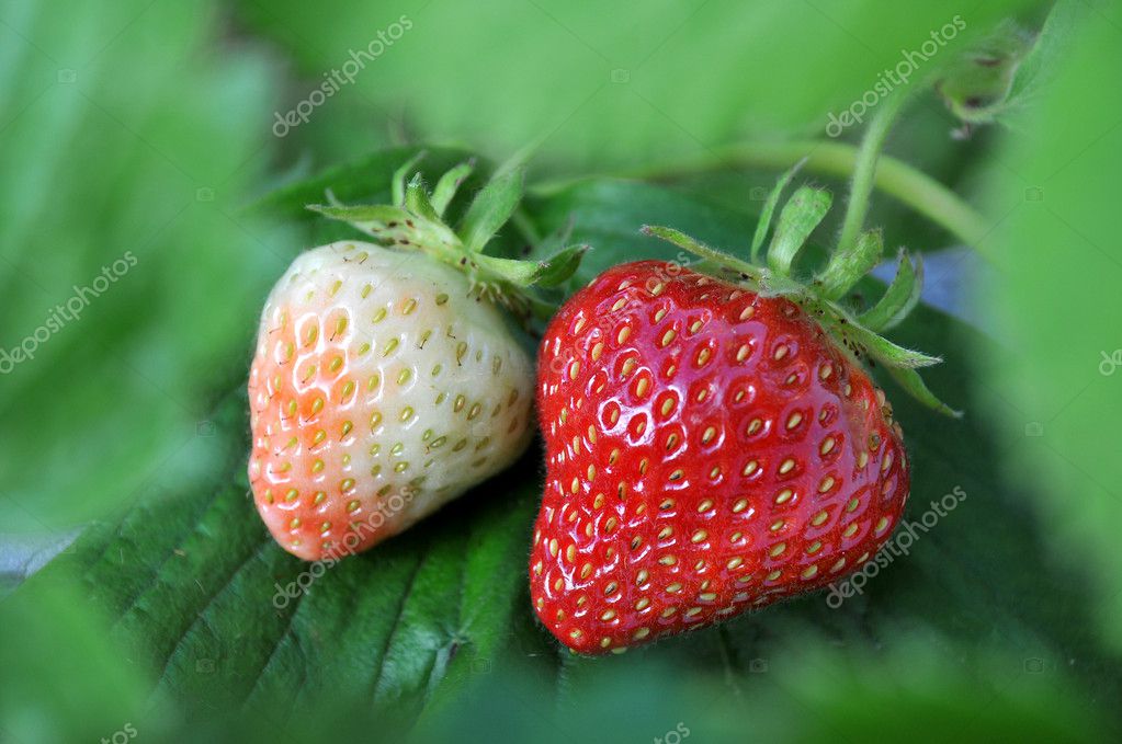 Ripe and unripe Strawberries — Stock Photo © russbucks #3218094