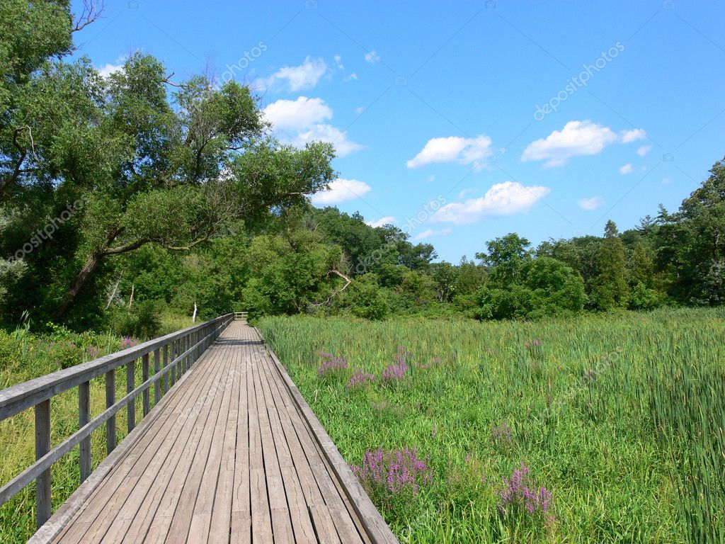 Wetland Park — Stock Photo © sucher #3600427