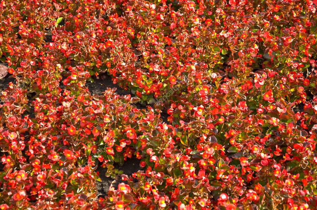 Red small flowers — Stock Photo © Oledjio #3717926
