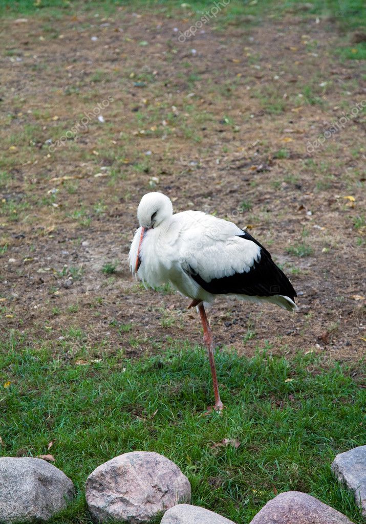 Bird who has hidden a foot ⬇ Stock Photo, Image by © ligora #3624209