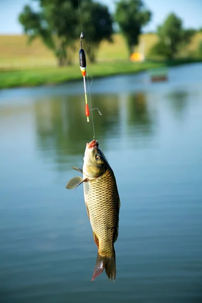 Bass fishing Stock Photos, Royalty Free Bass fishing Images | Depositphotos