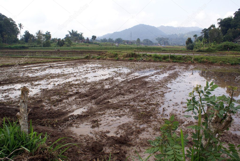 Wet field — Stock Photo © shanin #3619824