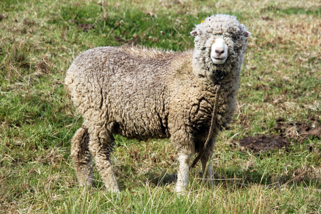 Merino — Stock Photo © shanin #3716825