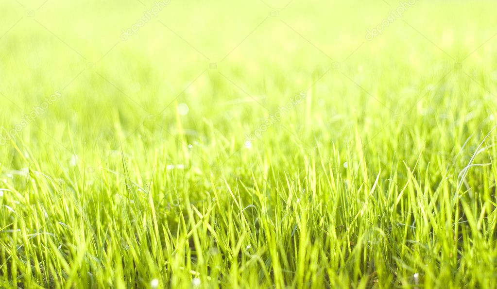 Green vibrant bright grass Stock Photo by ©zoommer 3532102