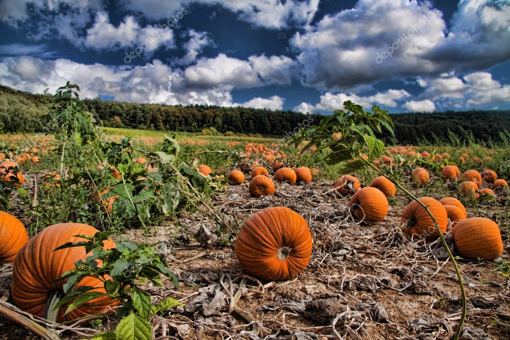 Pumpkin Field Wallpaper