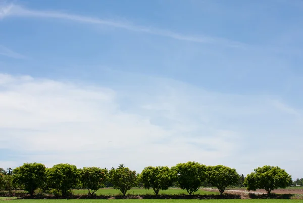Tree line background Stock Photos, Royalty Free Tree line background ...