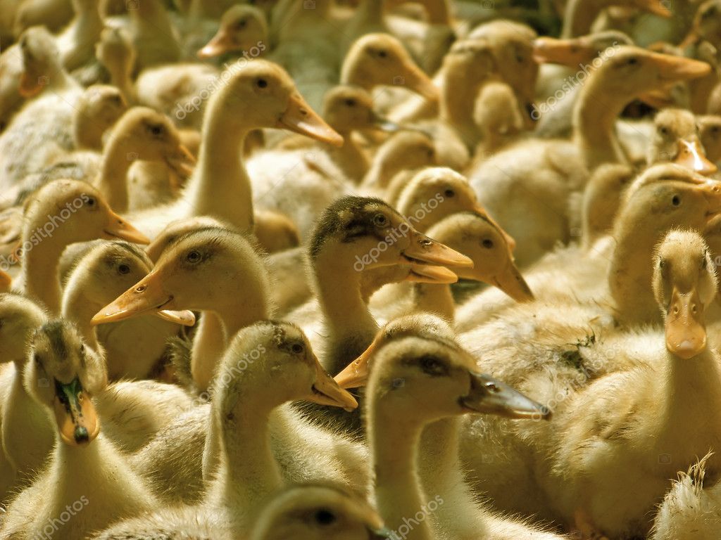 A lot of ducklings Stock Photo by ©Markit 3755929