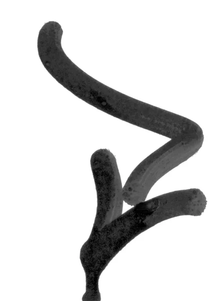 Filiform appendages Stock Photos, Royalty Free Filiform appendages ...