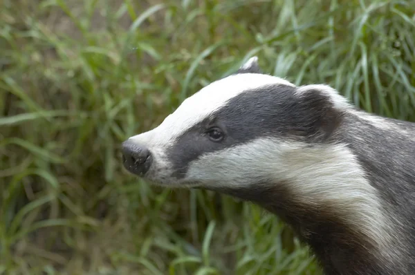Badger Stock Photos, Royalty Free Badger Images | Depositphotos
