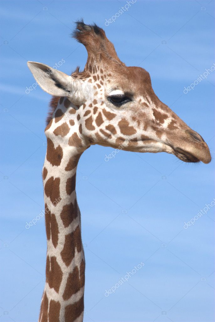 Giraffe Head — Stock Photo © pauws99 #3886694