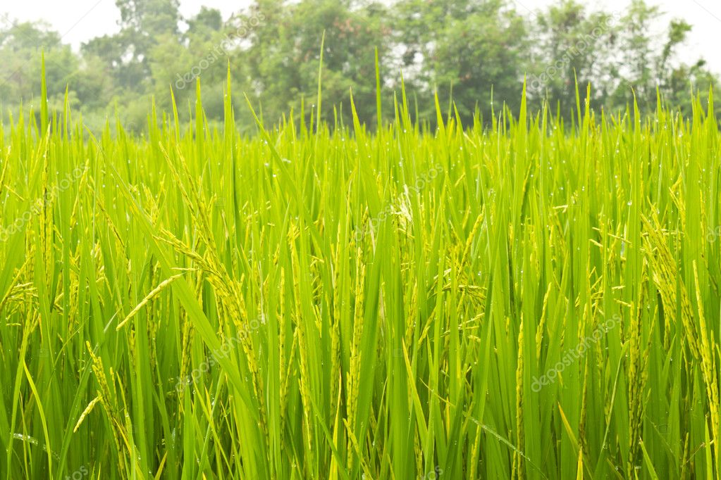 Paddy field — Stock Photo © tungphoto #3826294