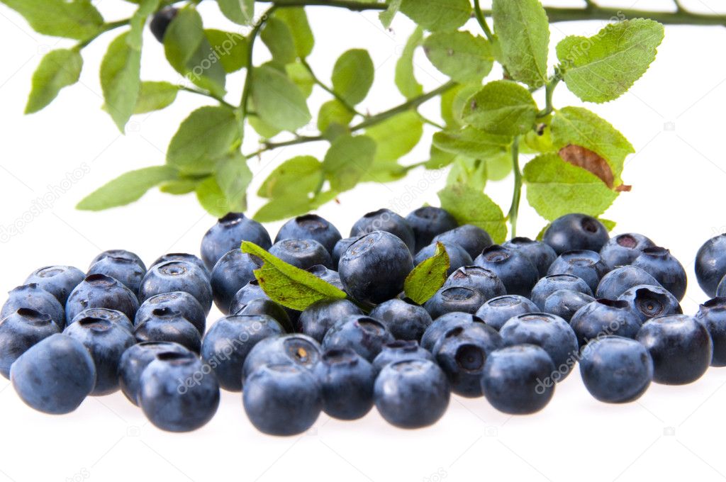 Bilberries and the branch of an bilberry bush — Stock Photo ...