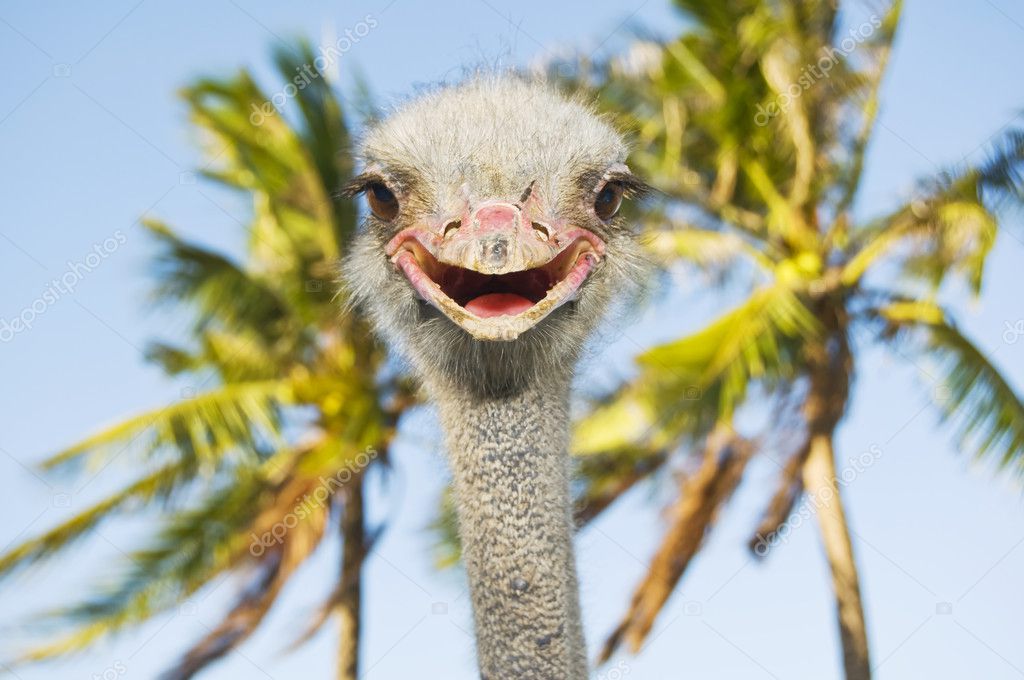 Smiling Ostrich — Stock Photo © tonyoquias #3836502