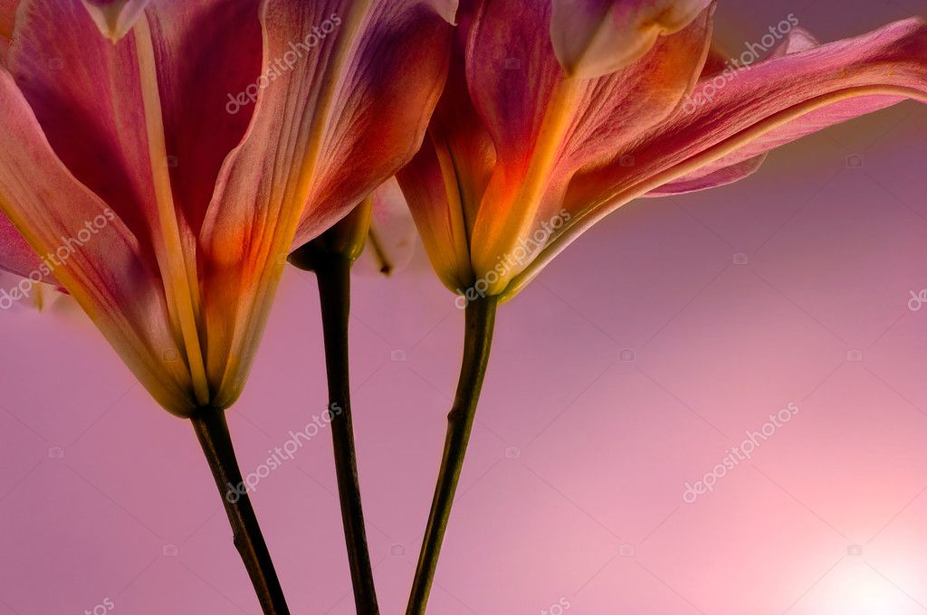 Tiger Lilly — Stock Photo © rinderart #3846151
