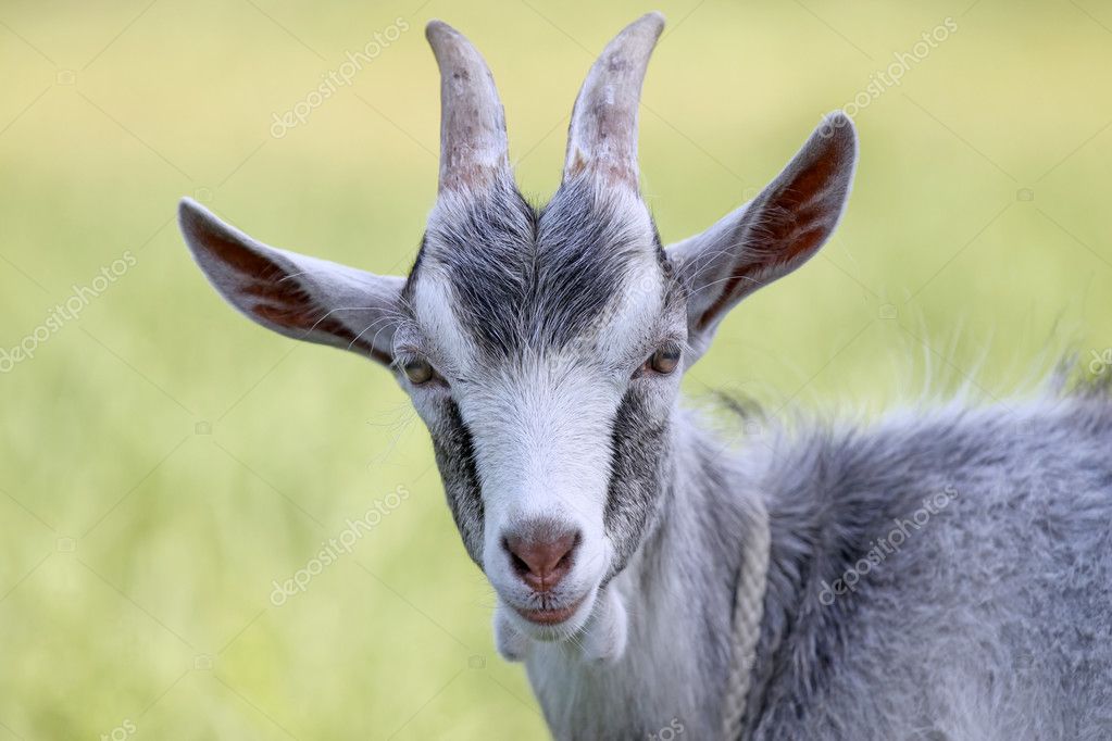 Goat head — Stock Photo © Cebas1 #3912659