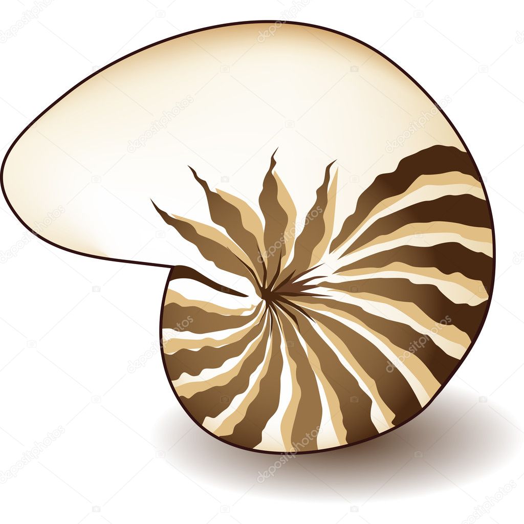 Nautilus Shell — Stock Vector © cteconsulting #3989675 Nautilus Shell — Stock Vector © cteconsulting #3989675