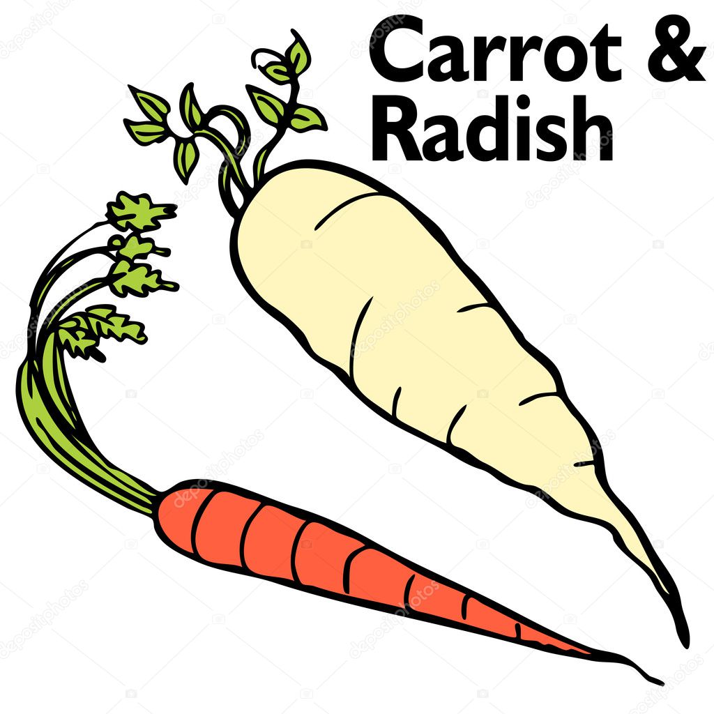 Radish Carrot Set Stock Vector Image by ©cteconsulting #4112873